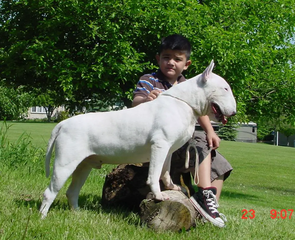 Biggest Bull Terrier